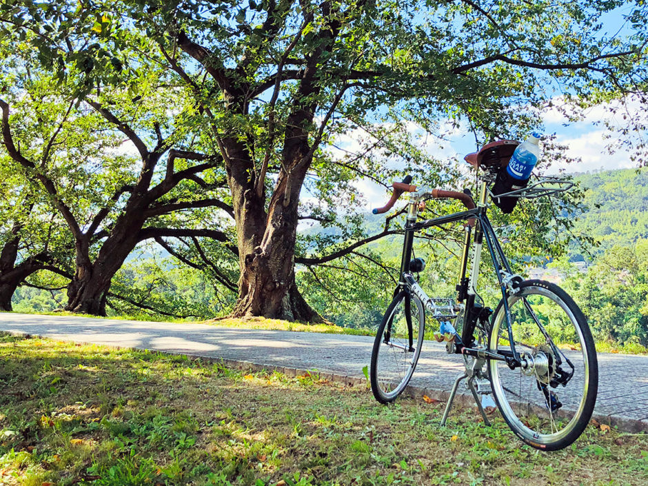 木津川サイクリングロード途中、写真も休憩も楽しめる『背割堤』 - POTA BIKE（ポタバイク）公式サイト
